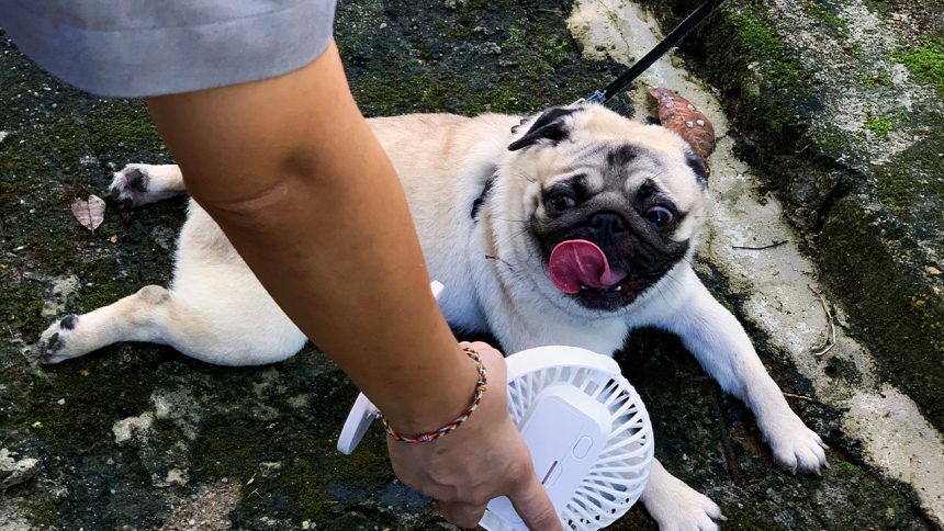 Pets Day Out - Kechara Forest Retreat