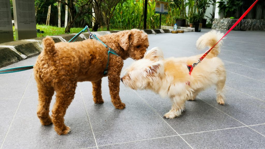 Pets Day Out - Kechara Forest Retreat